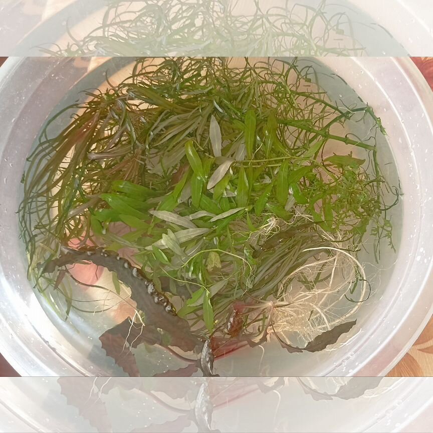 Аквариумное растение