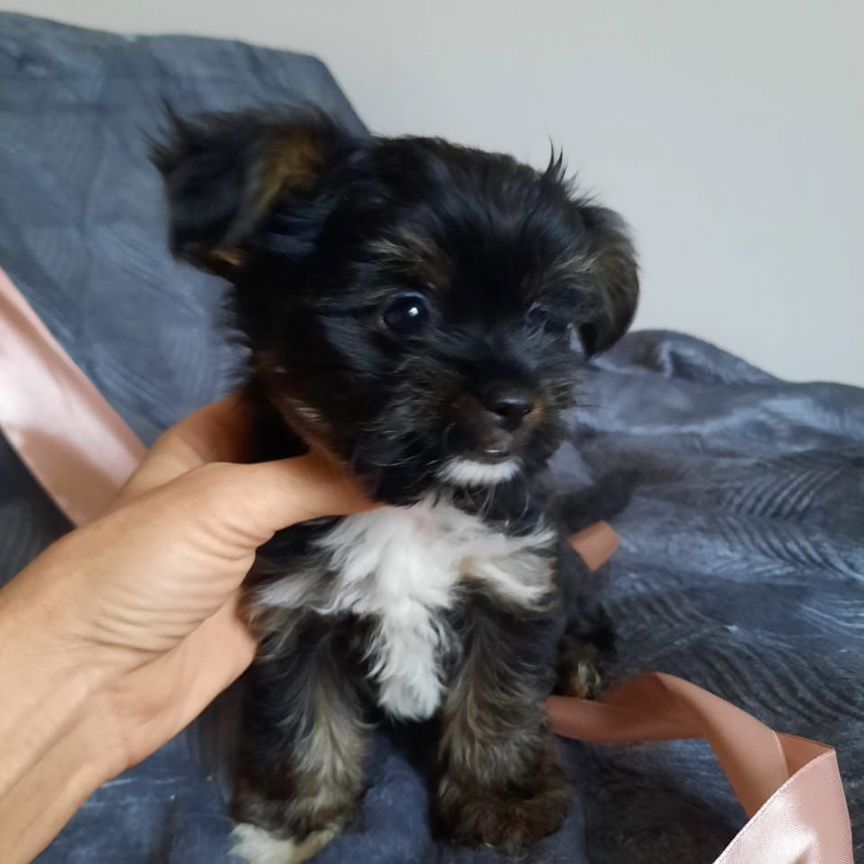 Чернявый мачо