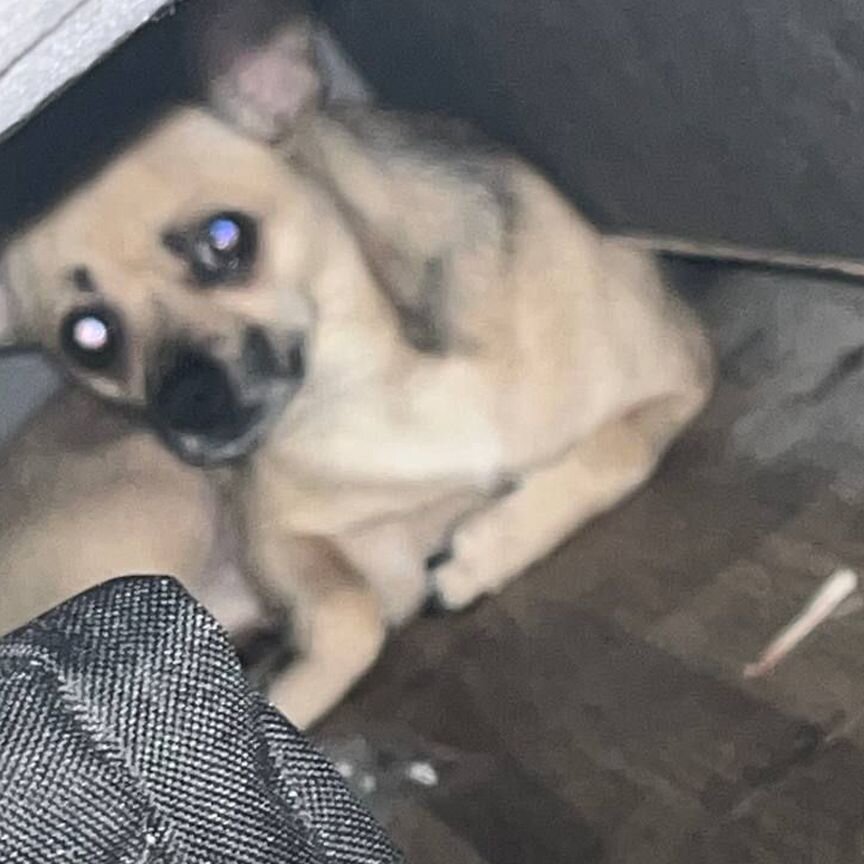 Русский той-терьер, взрослая собака