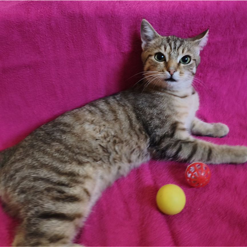 Котёнок в добрые руки