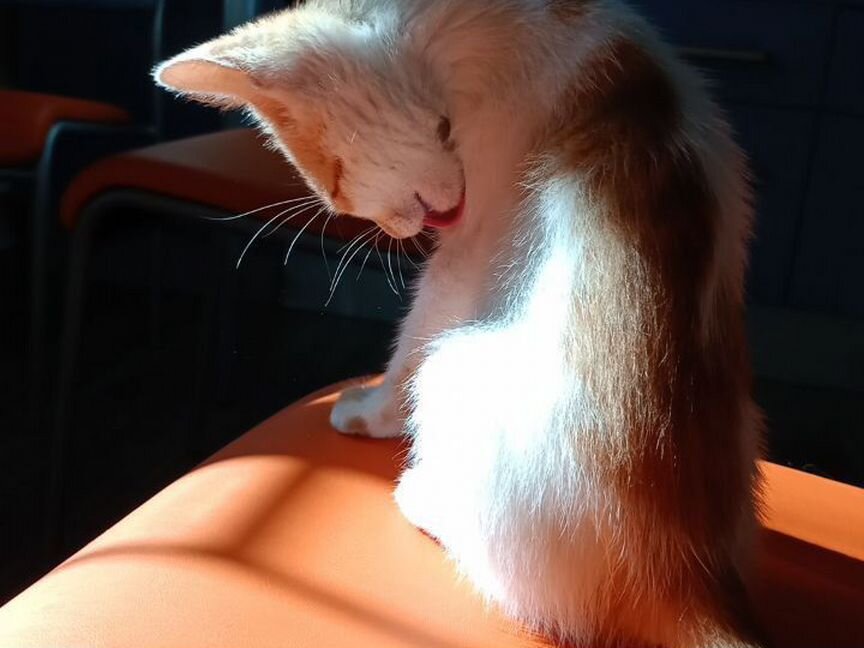 Котенок 3 месяца