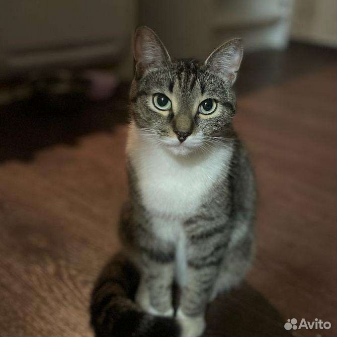 Котик камышовый