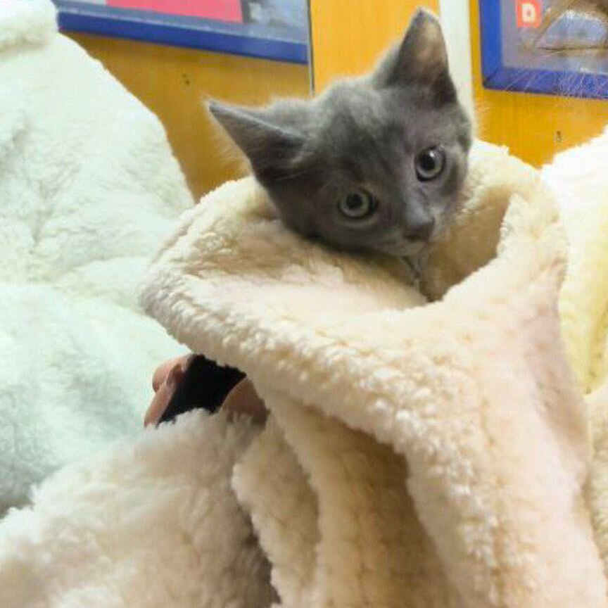 Котенок
