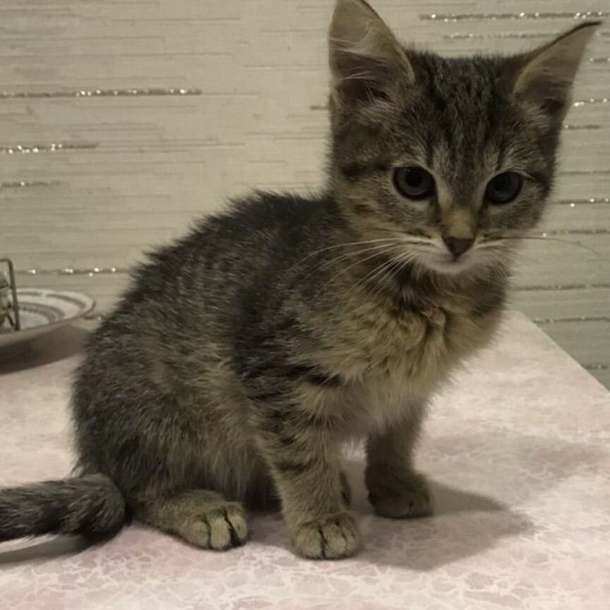 Котёнок в добрые руки