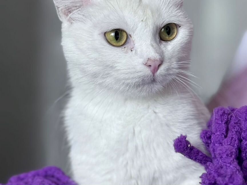 Кошка снежинка в добрые руки