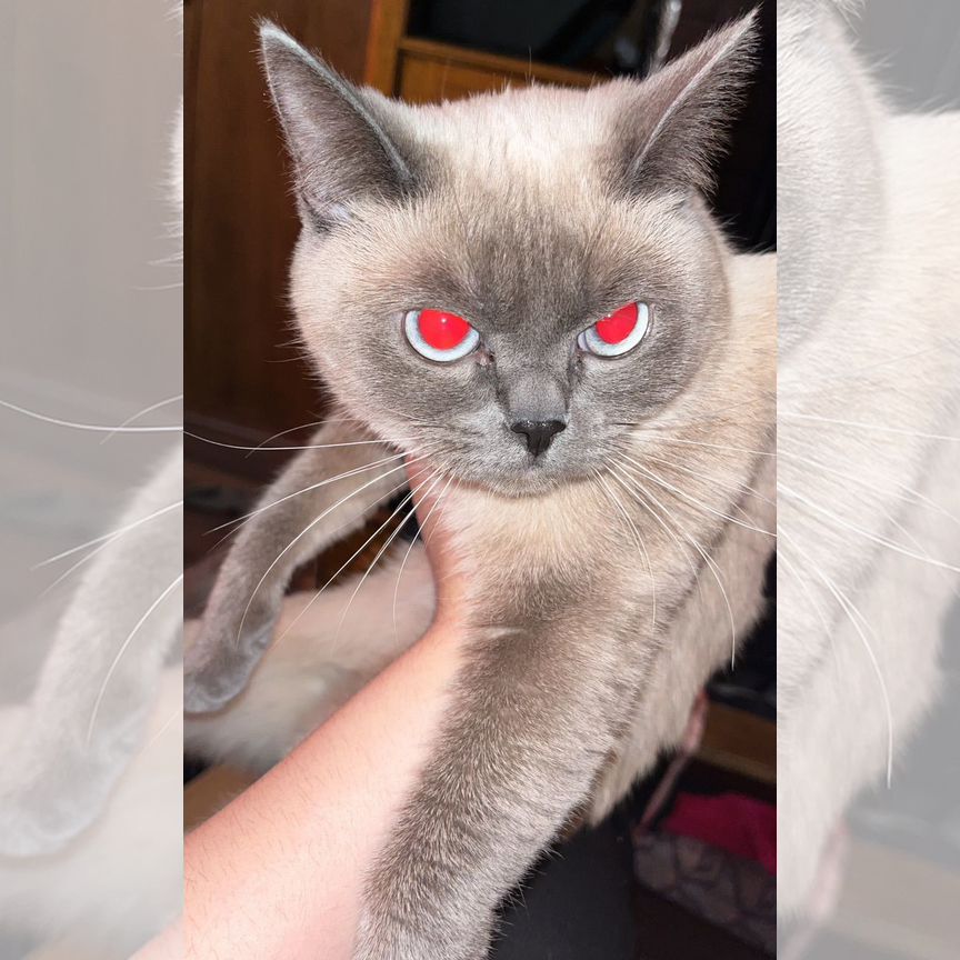 Сиамская кошечка отдам в хорошие руки бесплатно
