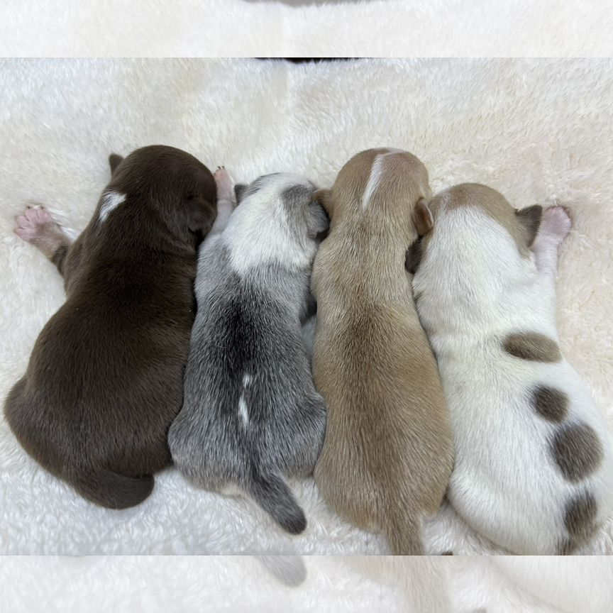 Чихуахуа девочки под ранний резерв