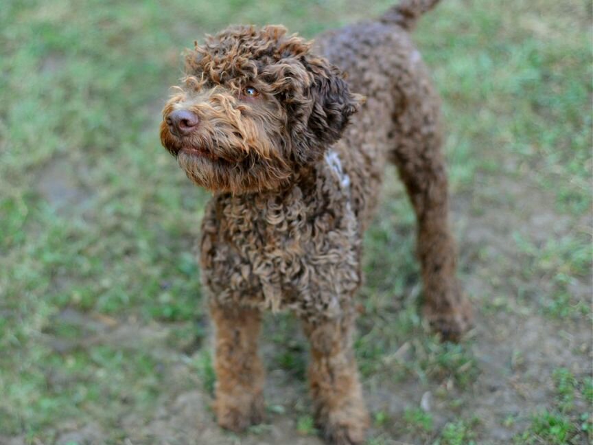 Лаготто-романьоло щенок мальчик