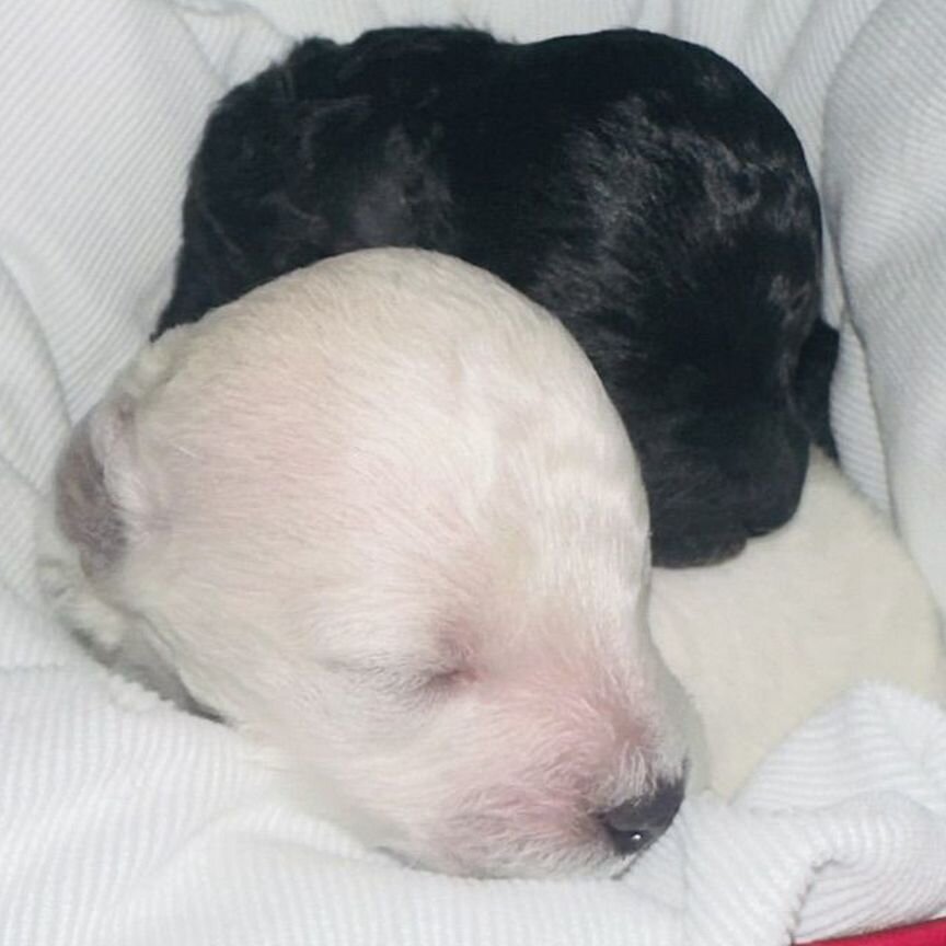 Той-пудель, щенок