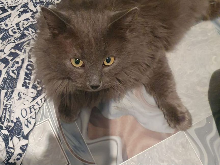 Кот смесь британца и дворняги