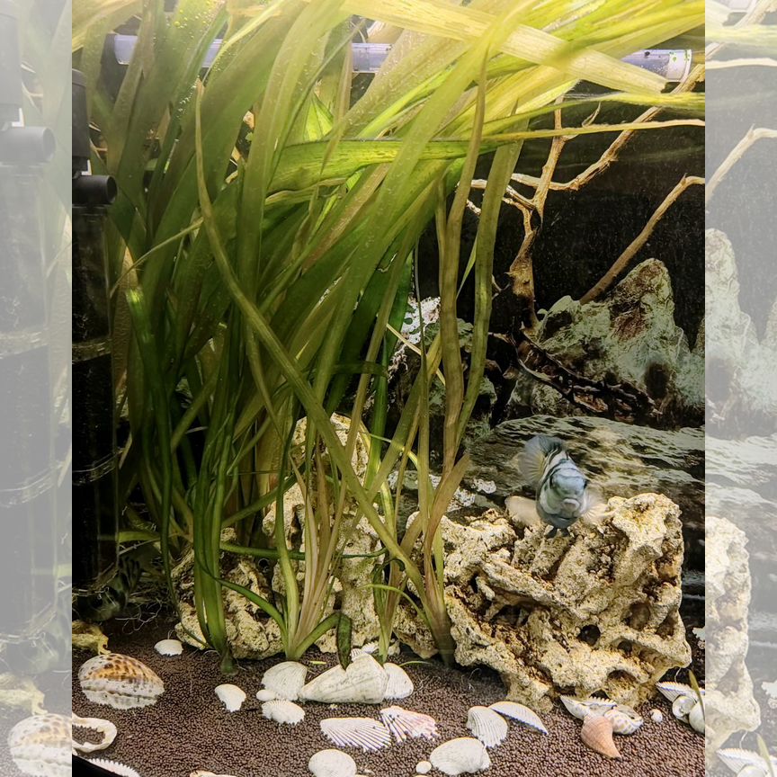 Валлиснерия гигантская