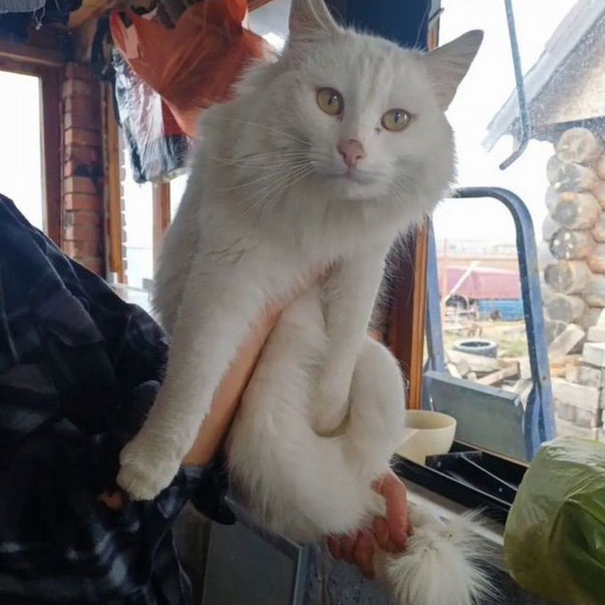 Турецкая ангора, взрослый кот