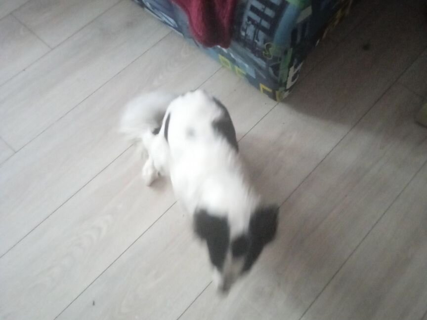 Собака в добрые руки отдам бесплатно