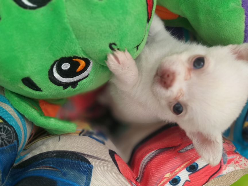 Чихуахуа мини mini