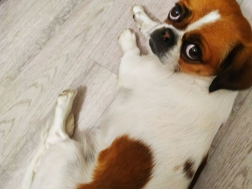 Собачка маленькая. Продам