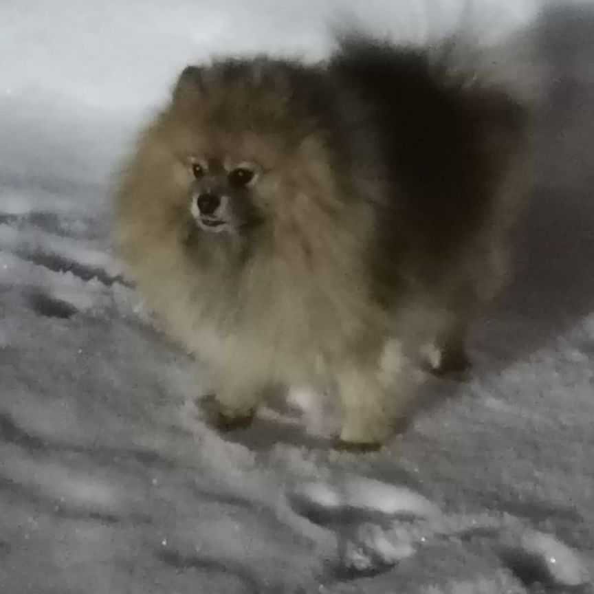 Шпиц