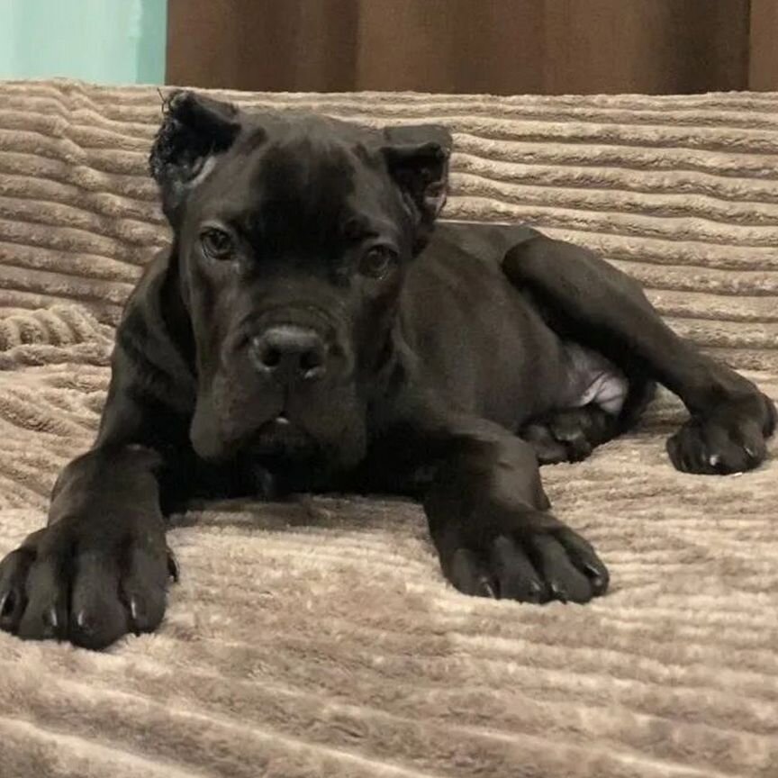 Кане-корсо, щенок