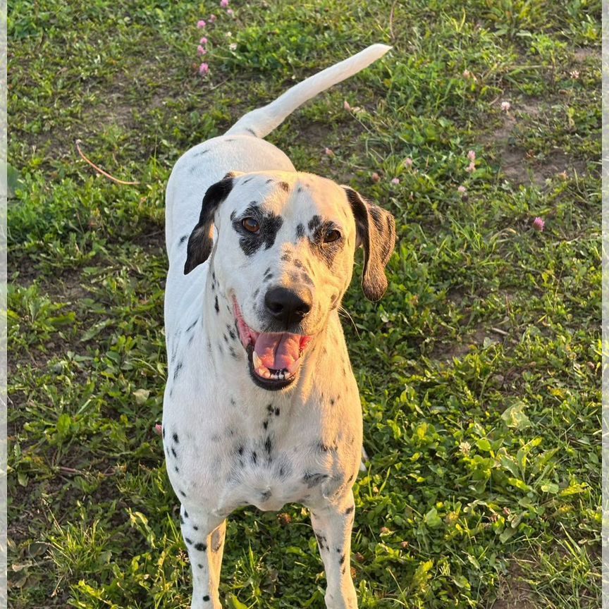 Далматин, взрослый пёс