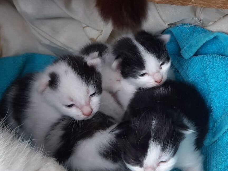 Котятки в добрые руки