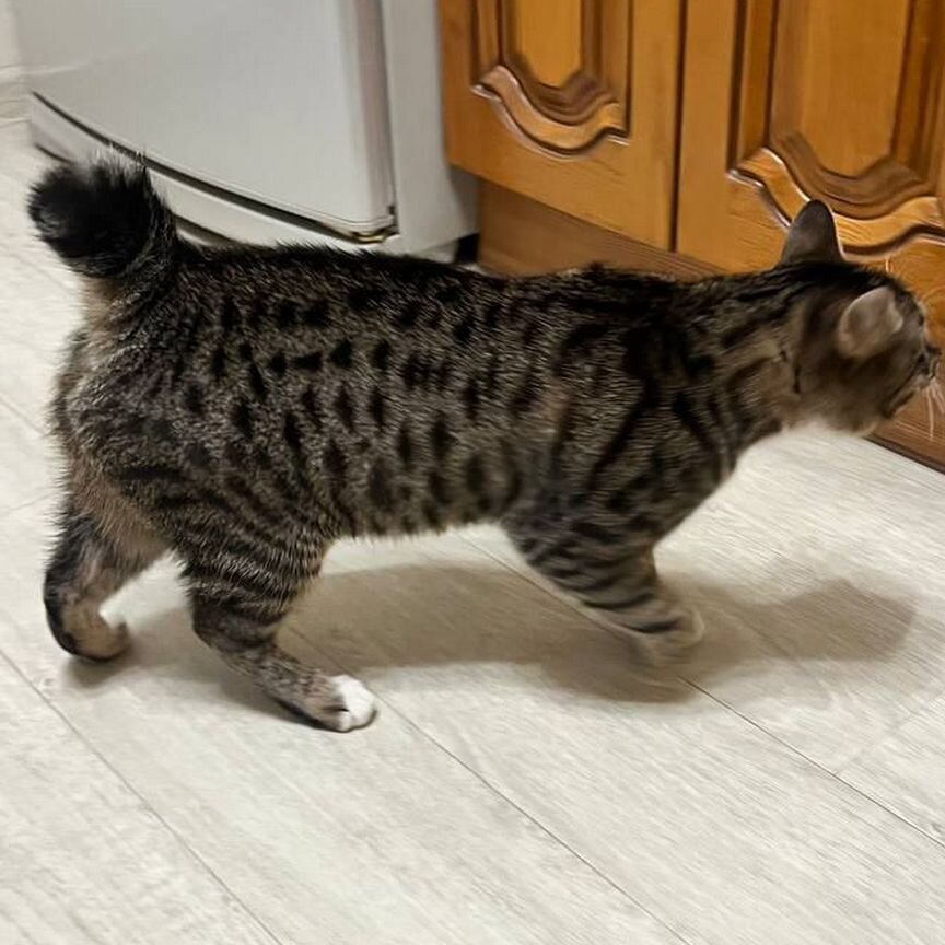 Курильский бобтейл короткошёрстный котёнок