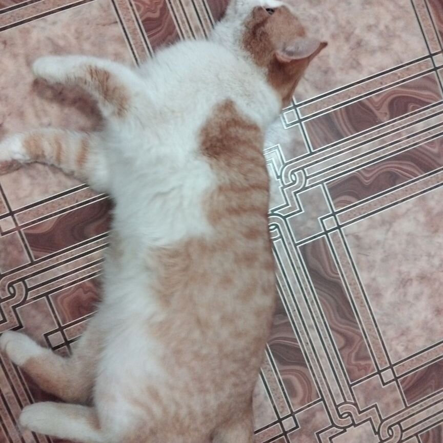 Отдам ласкового пухлика в добрые руки