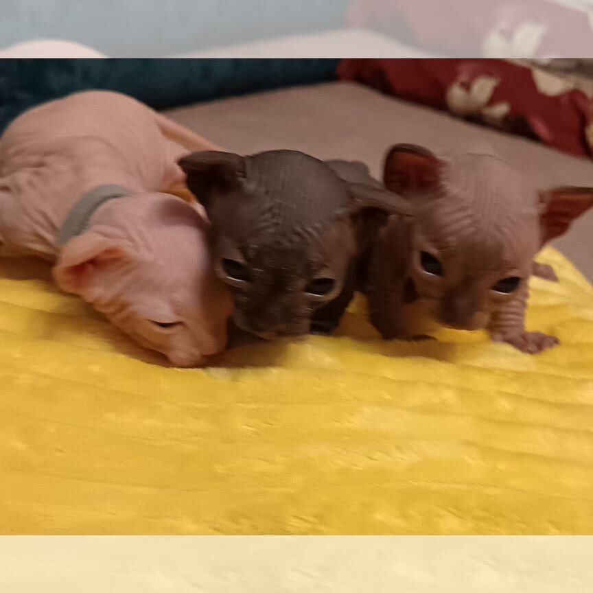 Канадский сфинкс котенок