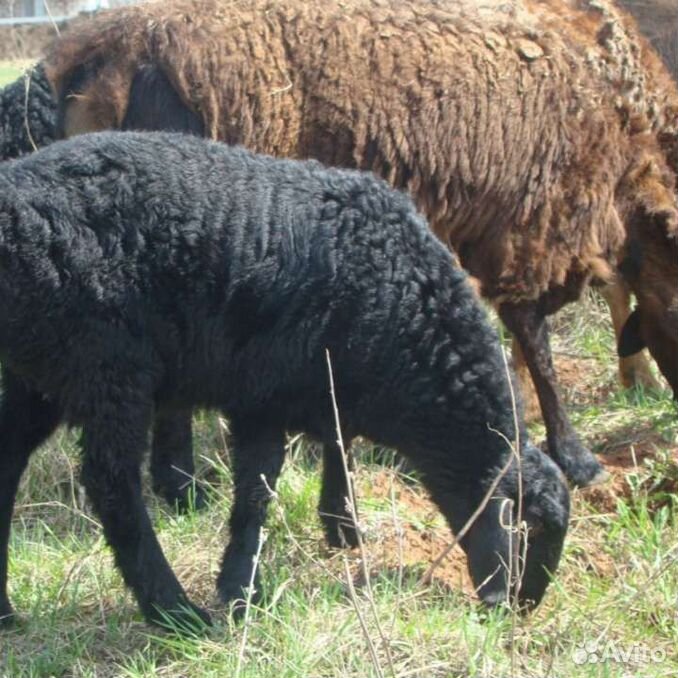 Курдючные бараны овцы