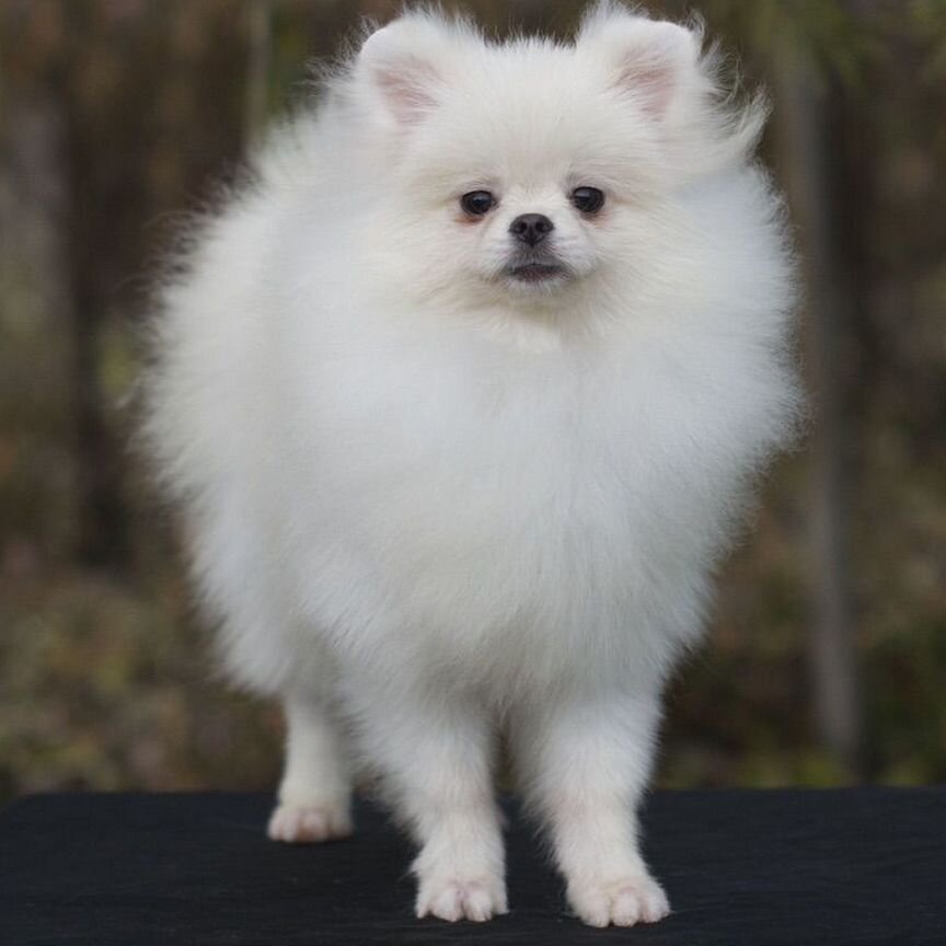 Шпиц мальчик 7 месяцев