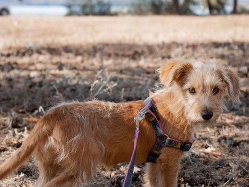 Собака щенок в добрые руки