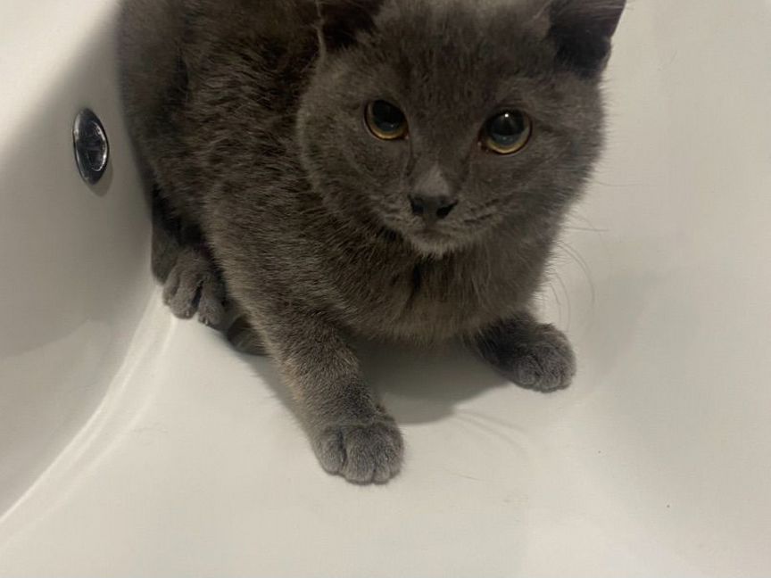 Котенок в добрые руки