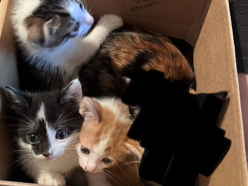 Котята-крысоловы