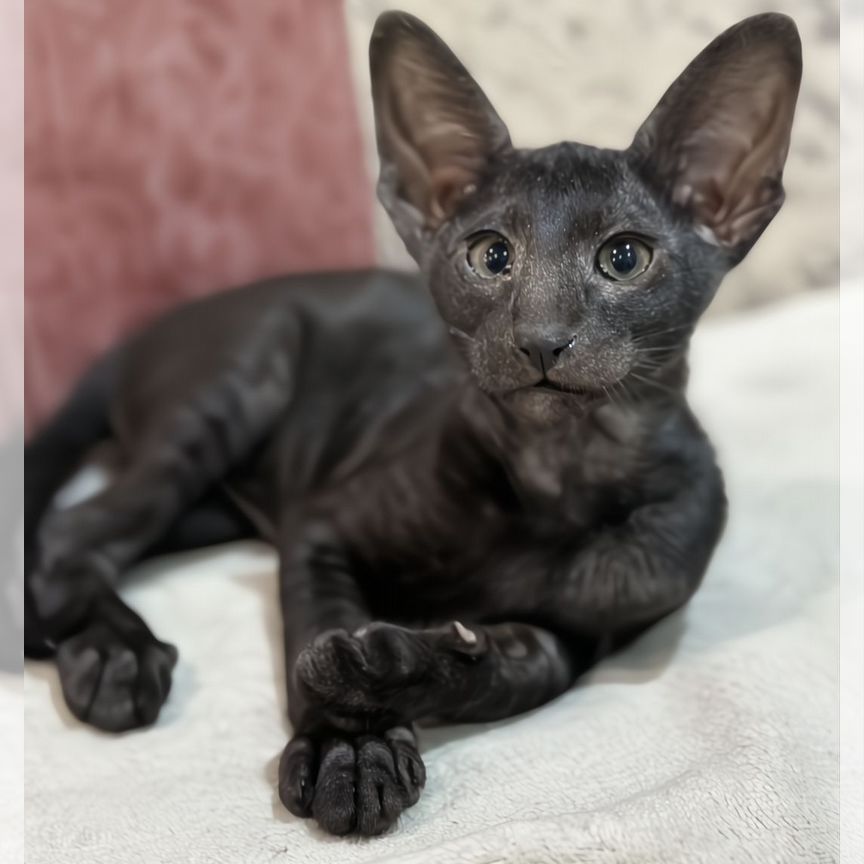 Ориентальный котёнок