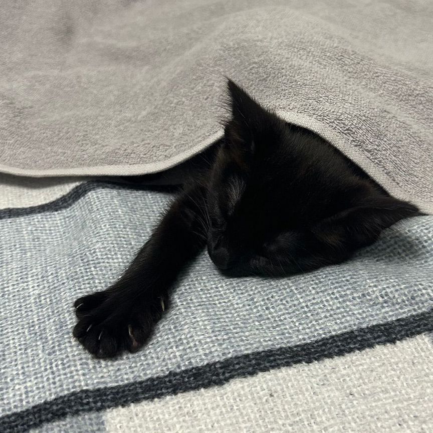 Котёнок в добрые руки
