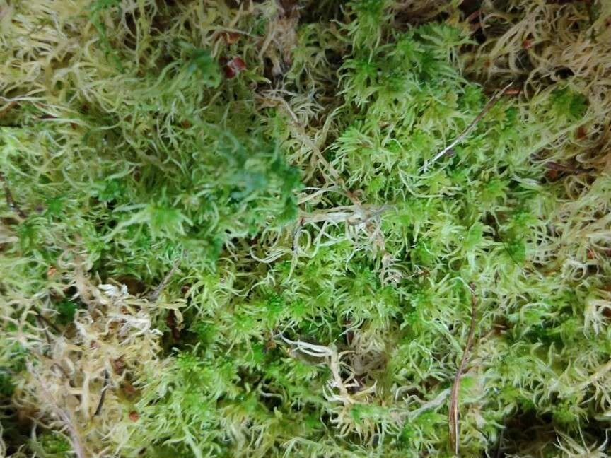 Мох сфагнум