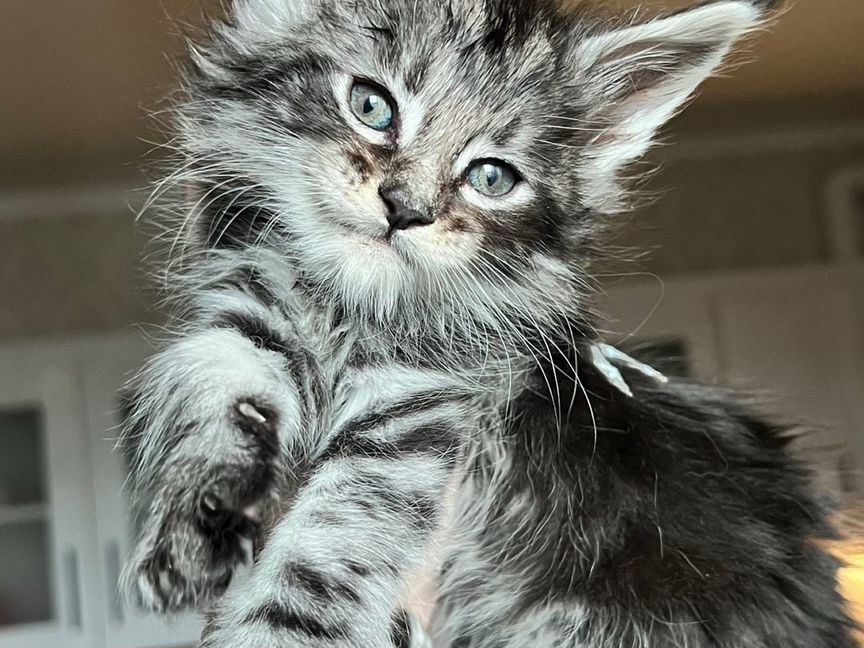 Котята мейн-кун чистокровные