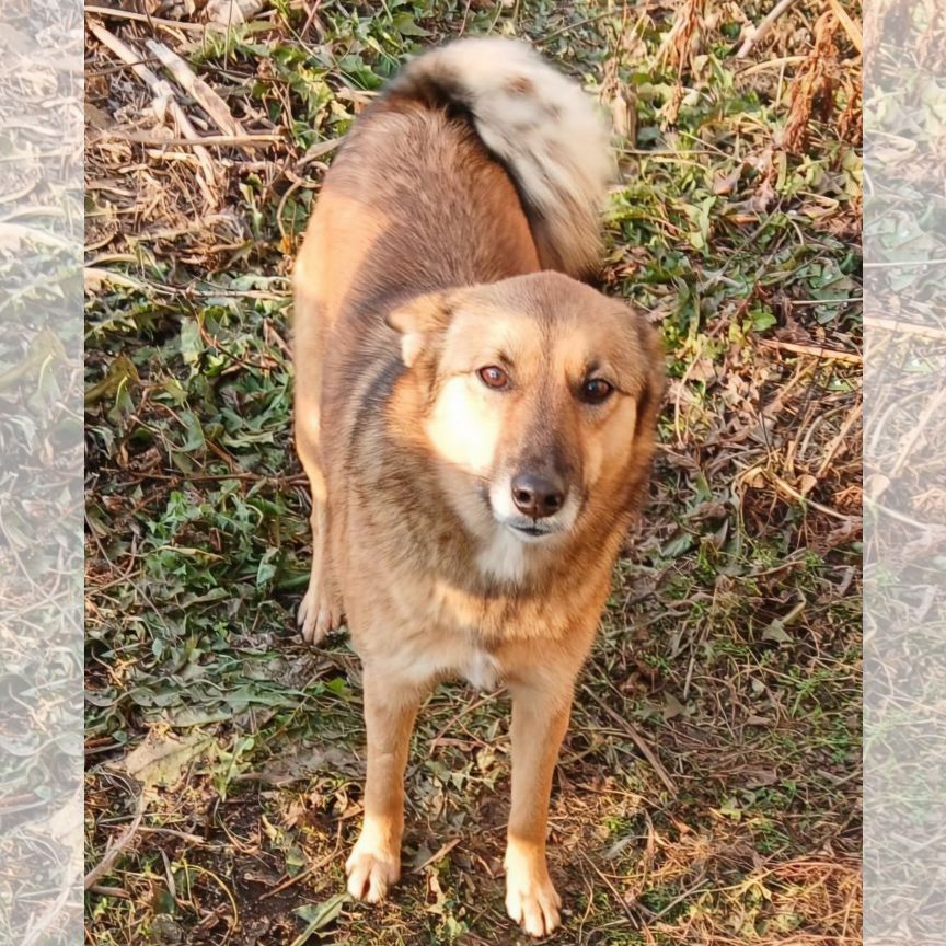 Взрослая собака в добрые руки