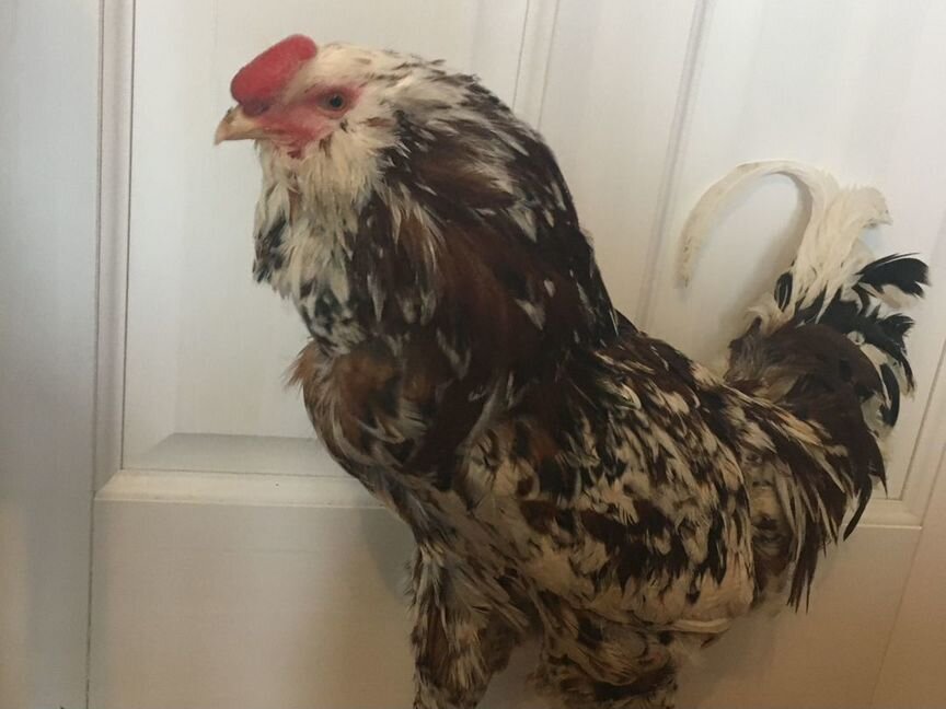 Петух орловской породы