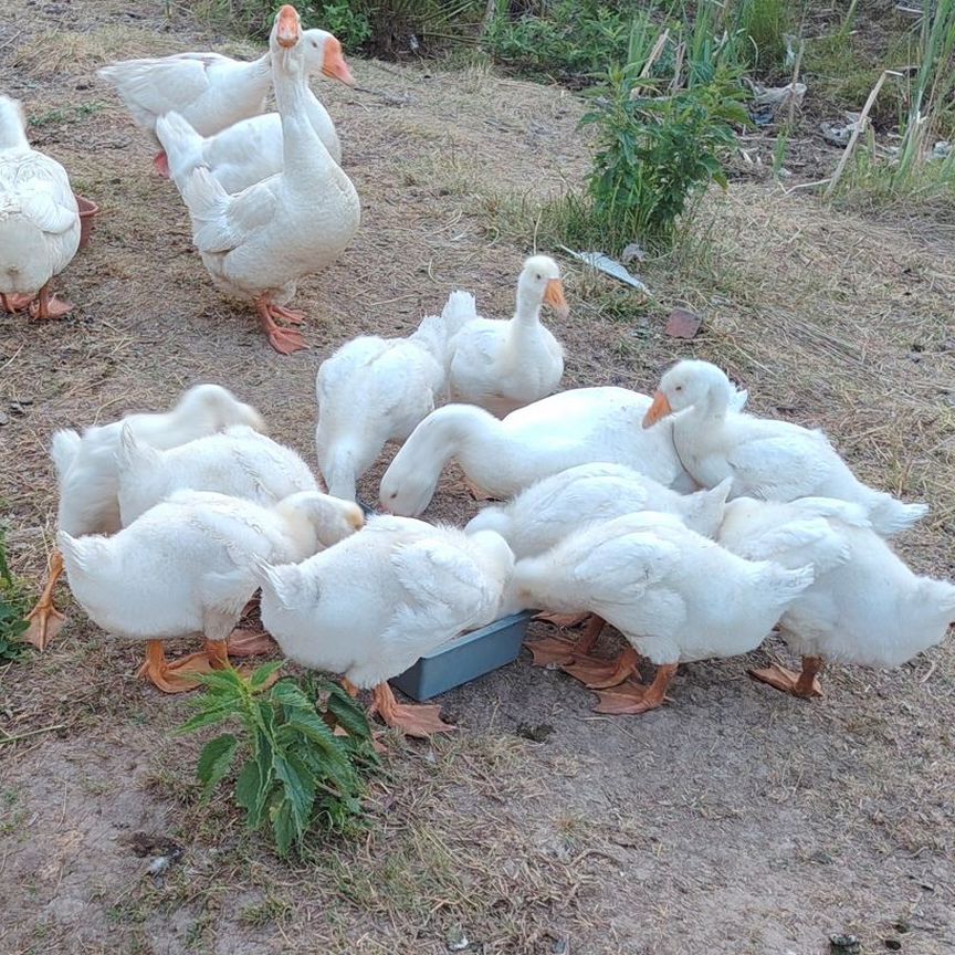 Продам гусят