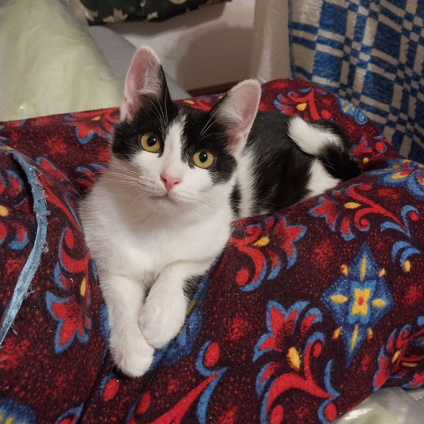 Котенок (5 месяцев)
