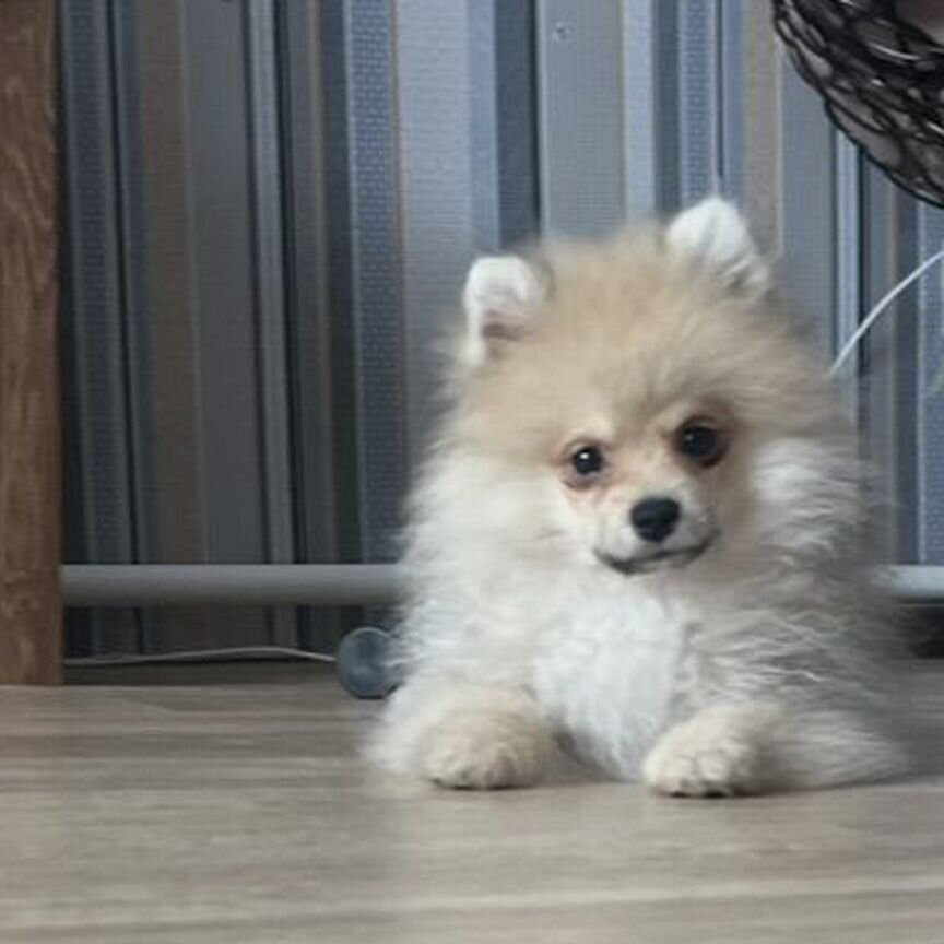 Немецкий шпиц мини