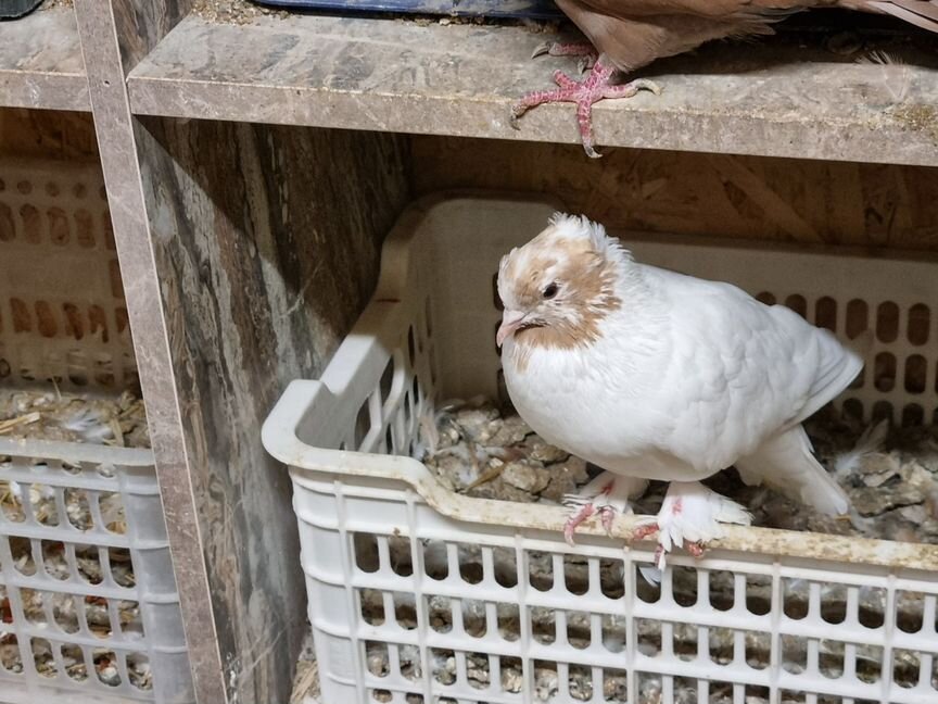 Продажа голубей