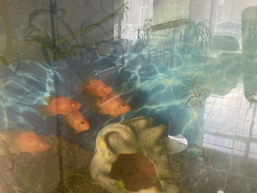 Рыбы техгибридный попугай