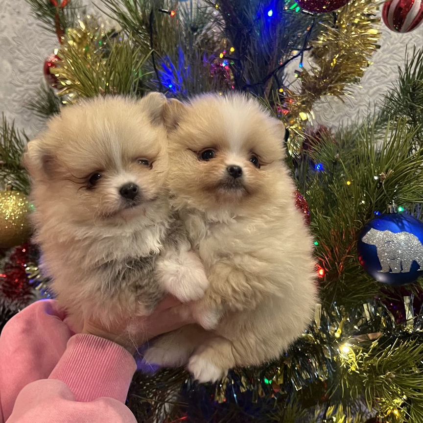 Померанский шпиц, щенок