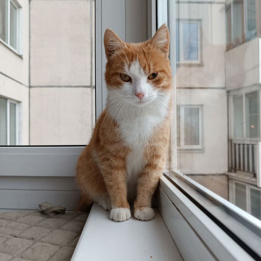 Рыжий котик в добрые руки