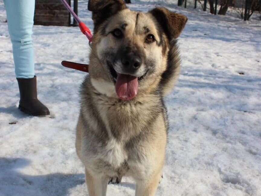 Молодая собака подросток из приюта мечтает о семье