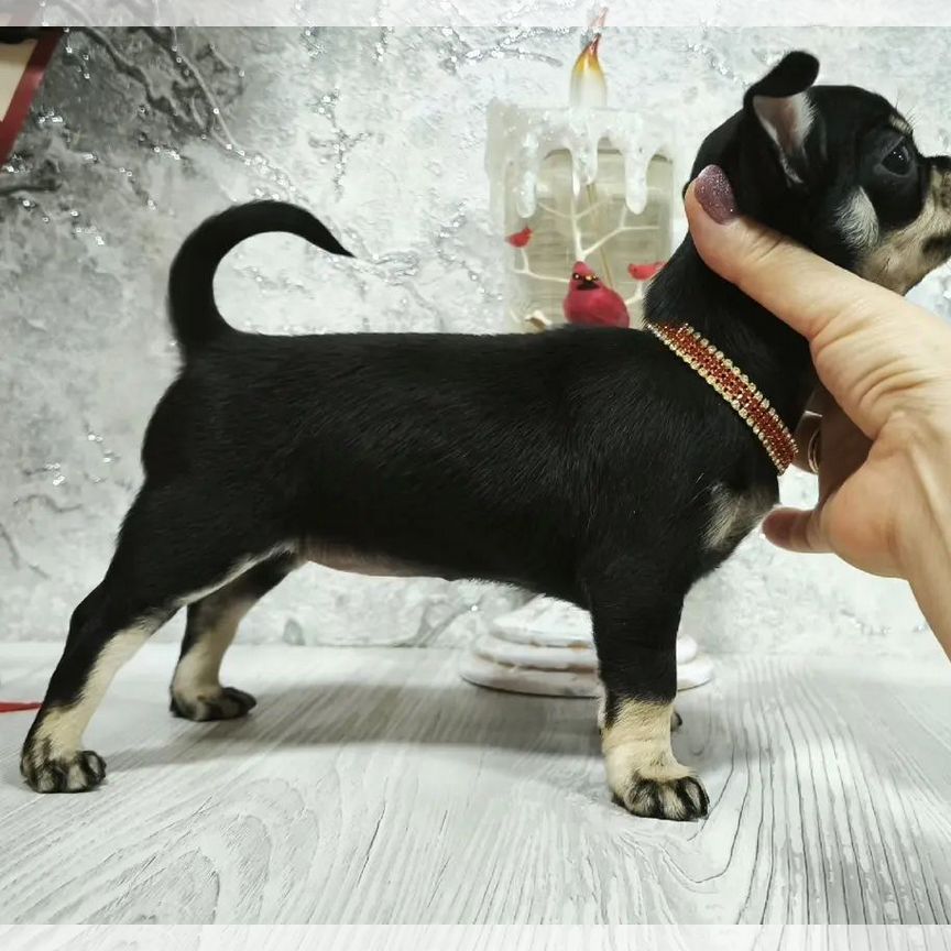 Чихуахуа, щенок