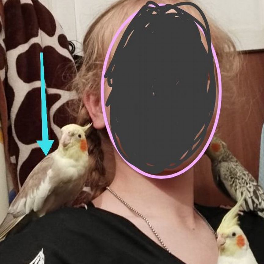 Отдам пару корелл