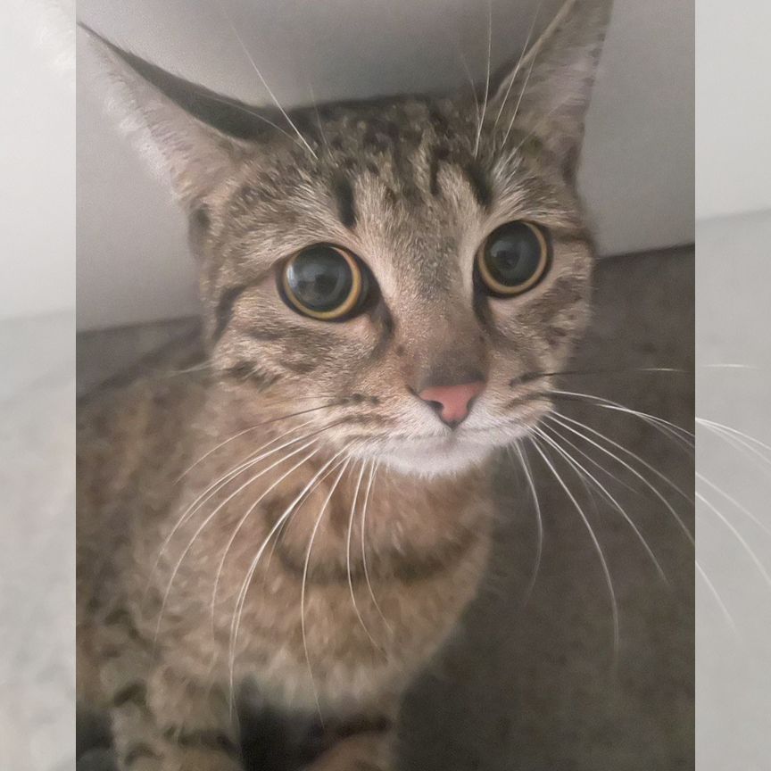 Взрослый кот в добрые руки