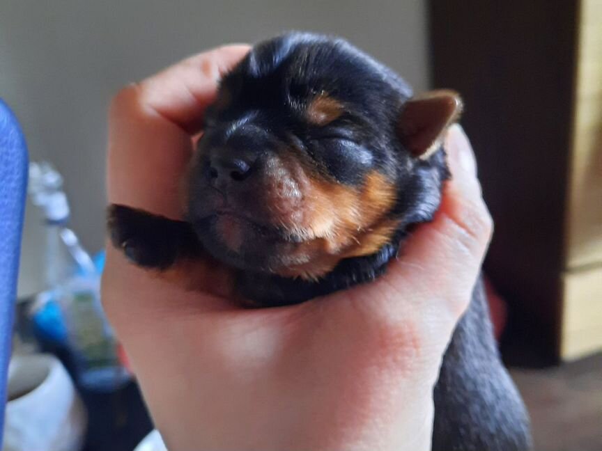 Йоркширский терьер мини беби фейс