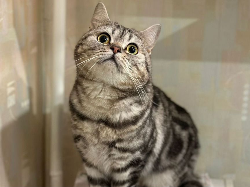 Отдаю молодого котика в дар